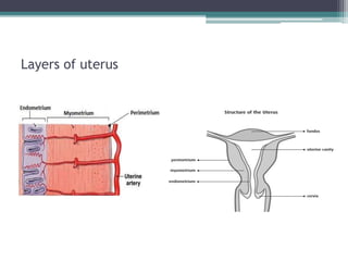 ANATOMY OF FEMALE PELVIS.pptx