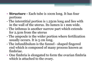 ANATOMY OF FEMALE PELVIS.pptx