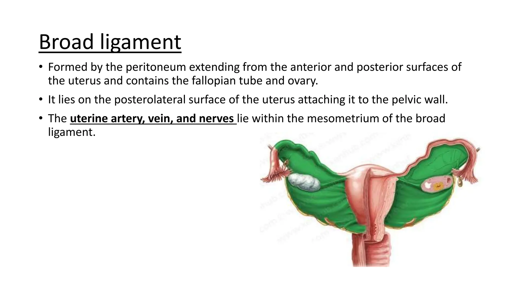 Surgical Anatomy of female pelvis.pptx