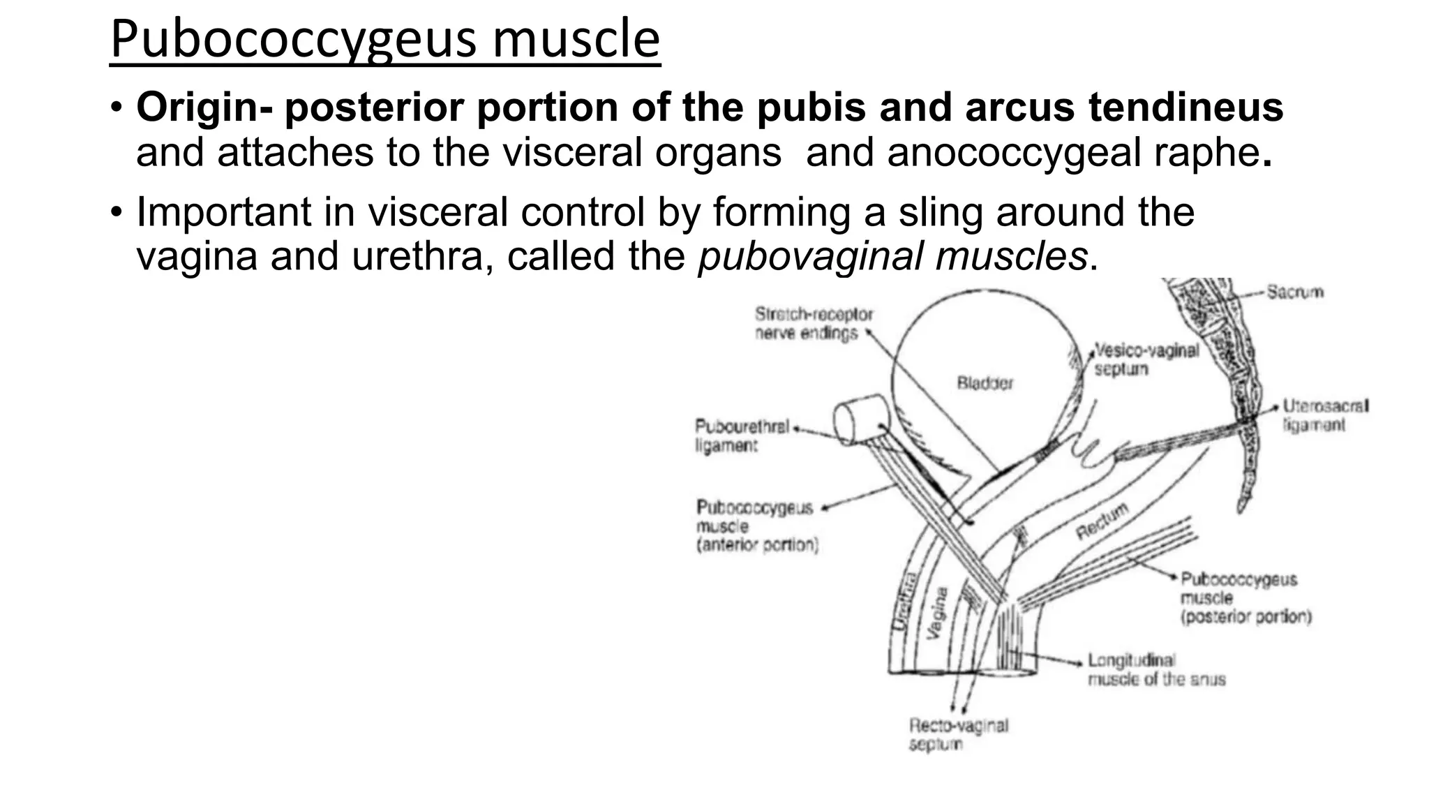 Surgical Anatomy of female pelvis.pptx