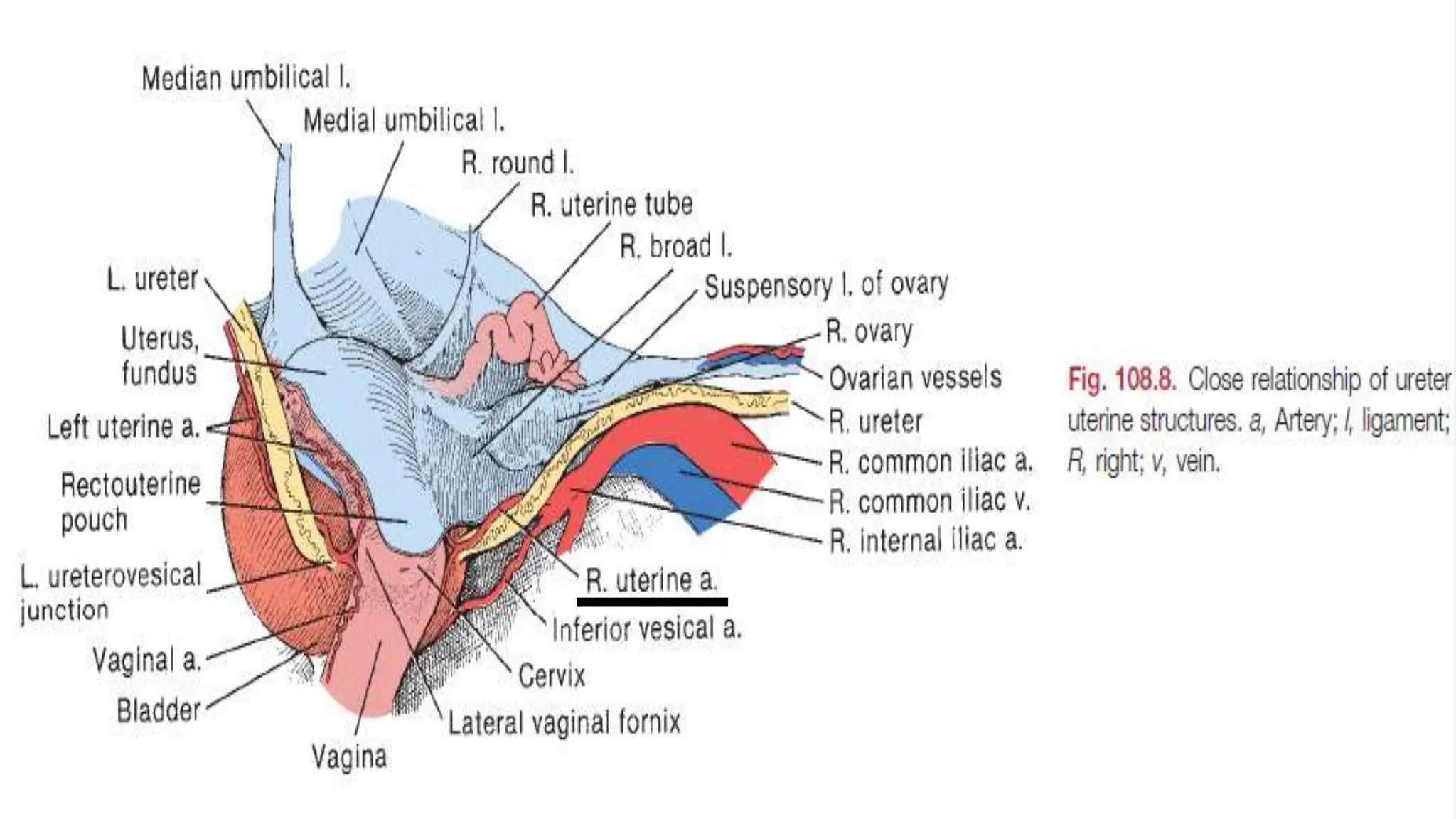 Surgical Anatomy of female pelvis.pptx