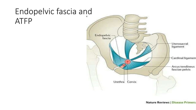 Surgical Anatomy of female pelvis.pptx | Death, Injury, or Military ...