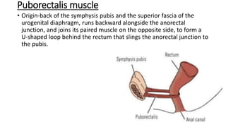 Surgical Anatomy of female pelvis.pptx