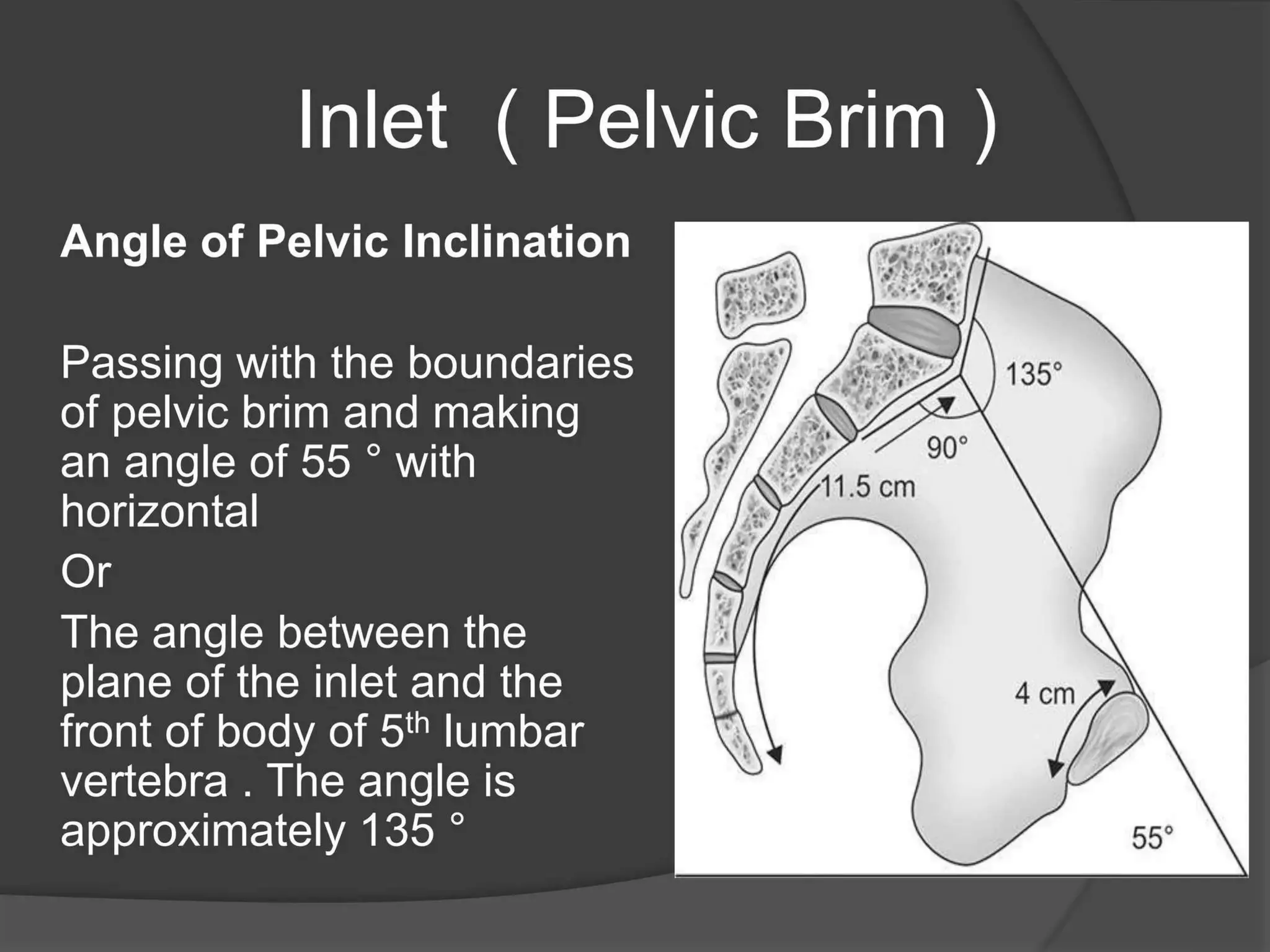 Anatomy of female pelvis female pelvis is wider | PPT