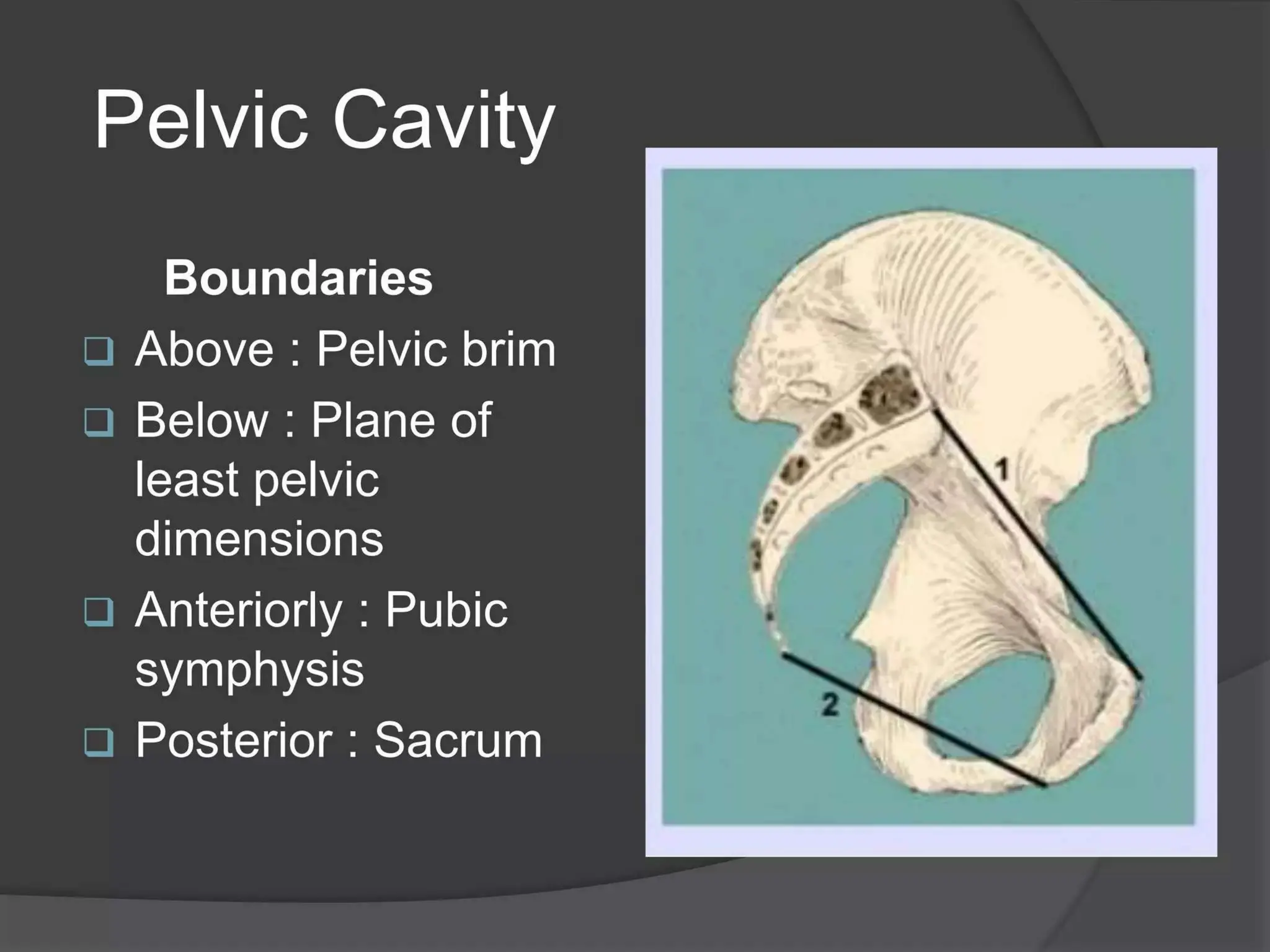 Anatomy of female pelvis female pelvis is wider | PPT