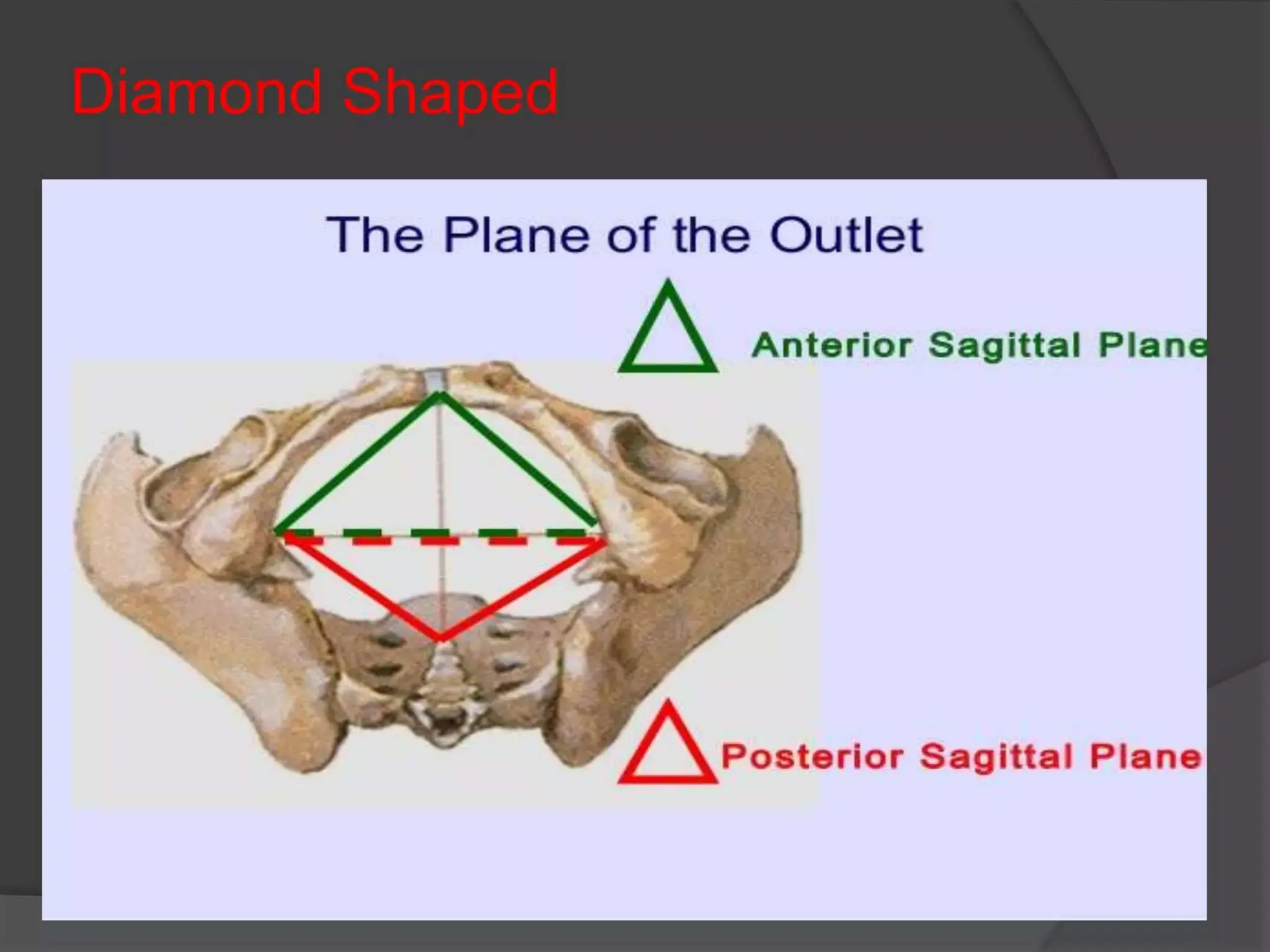 Anatomy of female pelvis female pelvis is wider | PPT