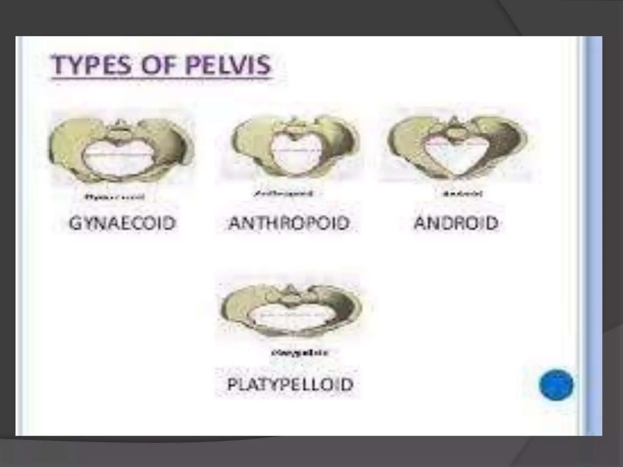 Anatomy of female pelvis female pelvis is wider | PPT