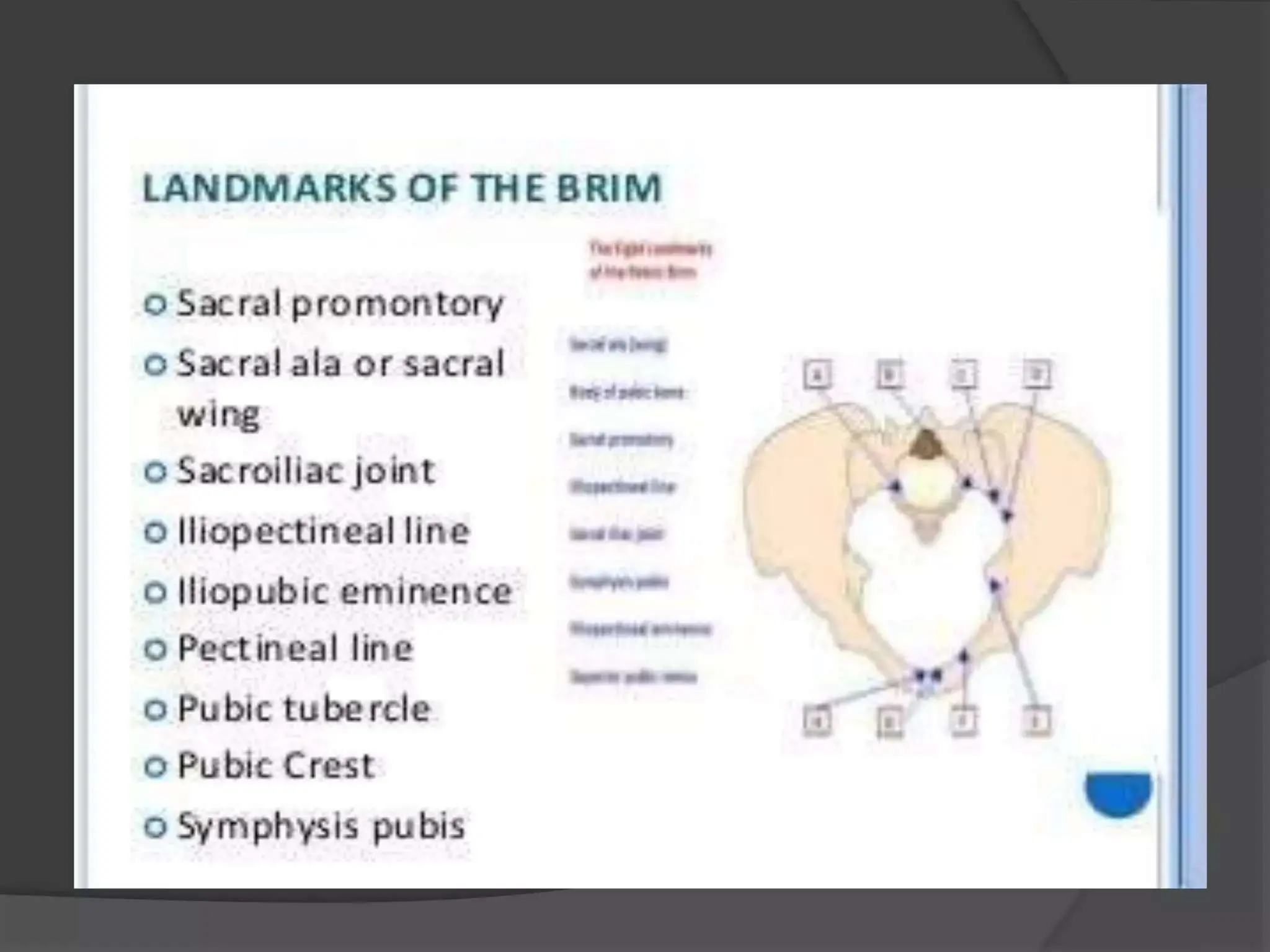 Anatomy of female pelvis female pelvis is wider | PPT
