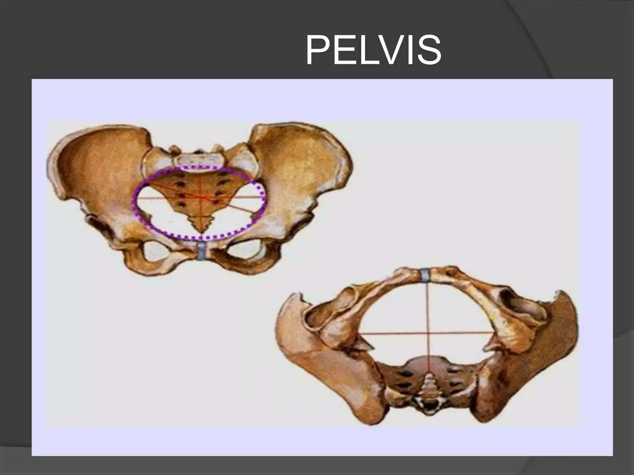 Anatomy of female pelvis female pelvis is wider | PPT