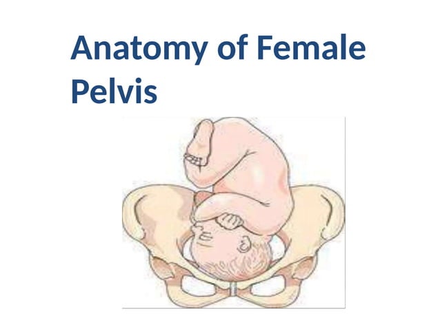 Anatomy of female pelvis female pelvis is wider | PPT