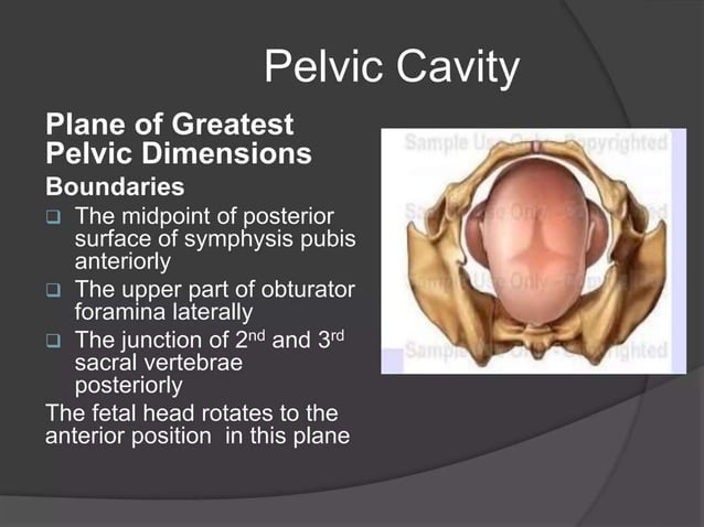 Anatomy of female pelvis female pelvis is wider | PPT