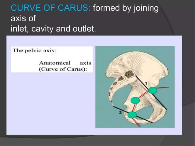 Anatomy of female pelvis female pelvis is wider | PPT