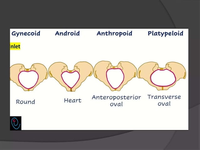 Anatomy of female pelvis female pelvis is wider | PPT