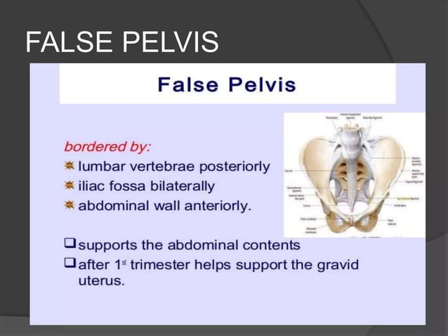 Anatomy of female pelvis female pelvis is wider | PPT