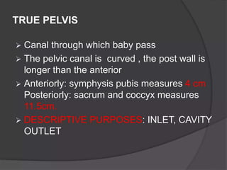 Anatomy of female pelvis female pelvis is wider | PPTX