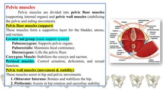 Anatomy of female pelvis, bones and its ligaments.pptx