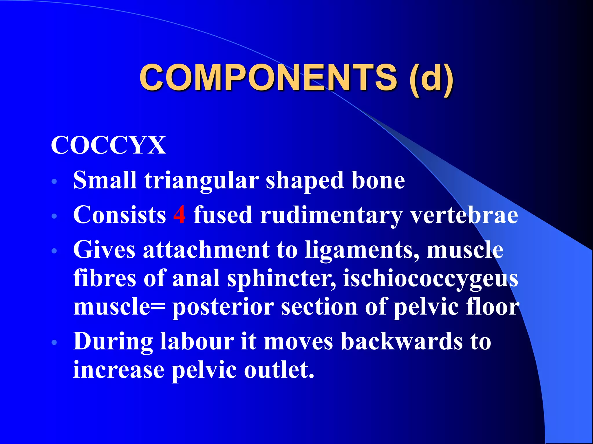 ANATOMY OF FEMALE PELVIS AND FETAL SKULL.ppt