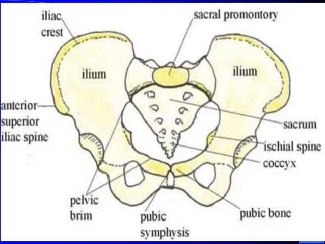 ANATOMY OF FEMALE PELVIS AND FETAL SKULL.ppt | Pregnancy | Reproductive ...