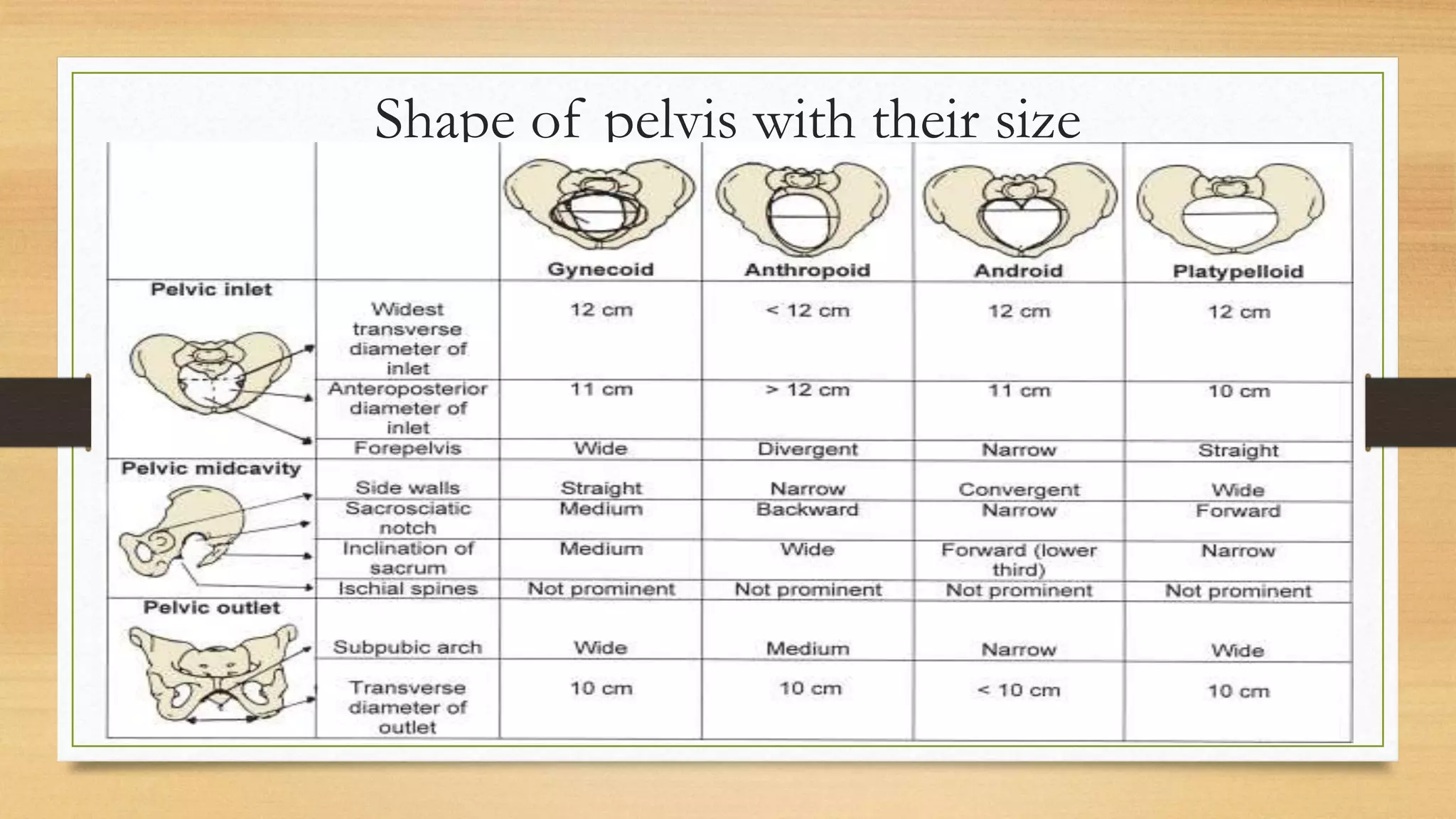Anatomy of female pelvis & genital organs | PPTX