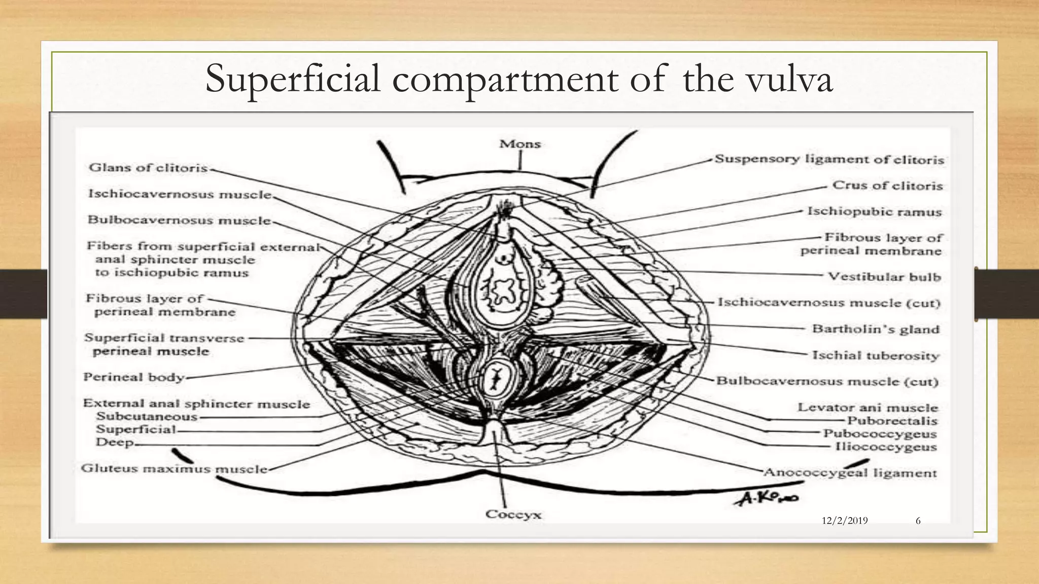 Anatomy of female pelvis & genital organs | PPTX