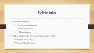 Anatomy of female pelvis & genital organs | PPTX