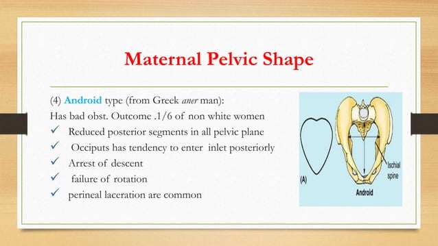 Anatomy of female pelvis & genital organs | PPTX