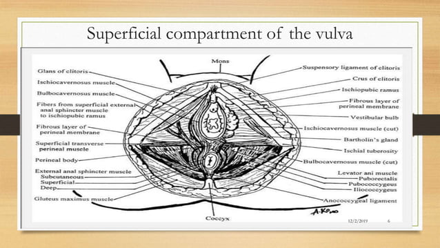 Anatomy of female pelvis & genital organs | PPTX