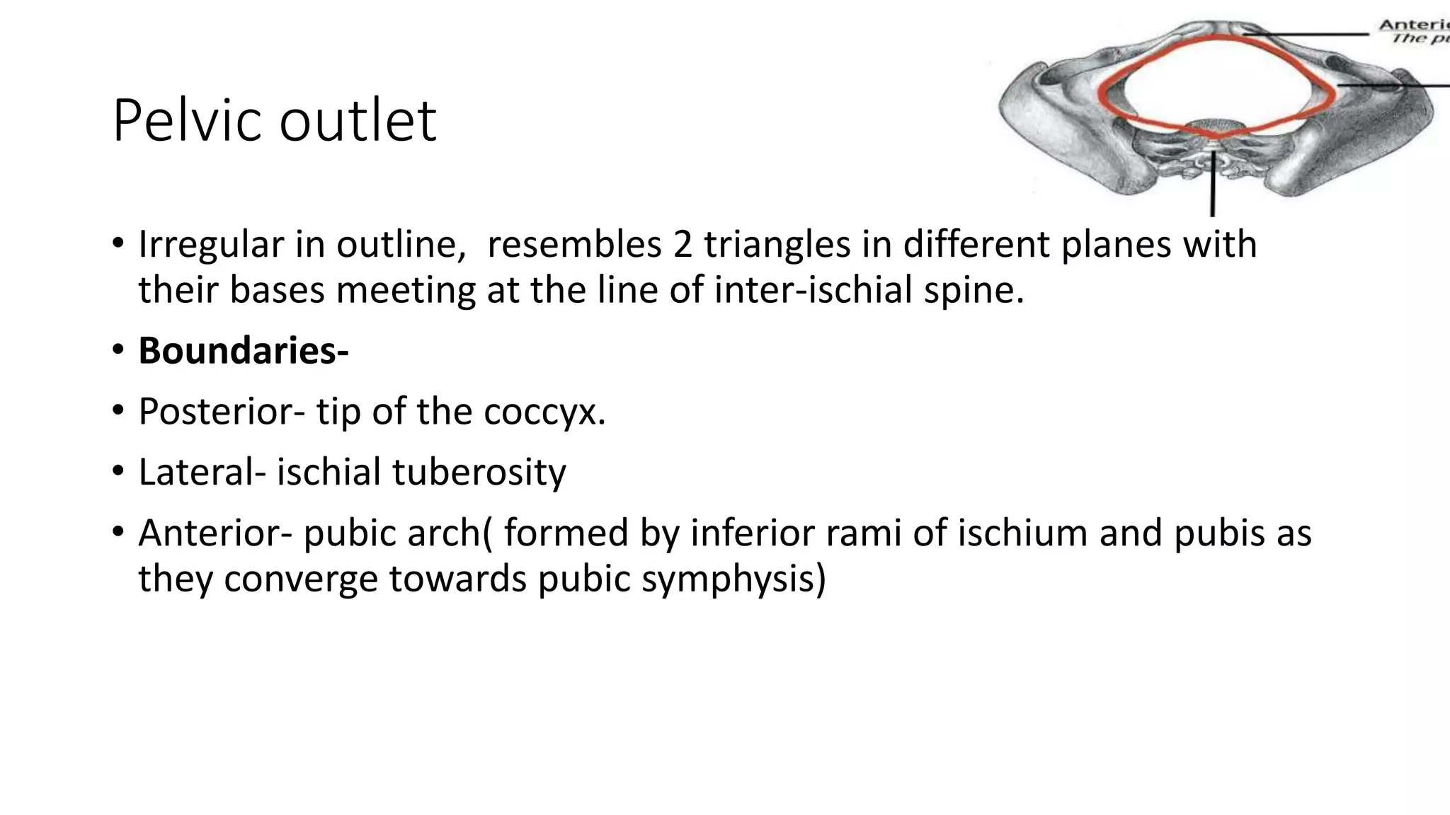 anatomy of female plevis.pptx