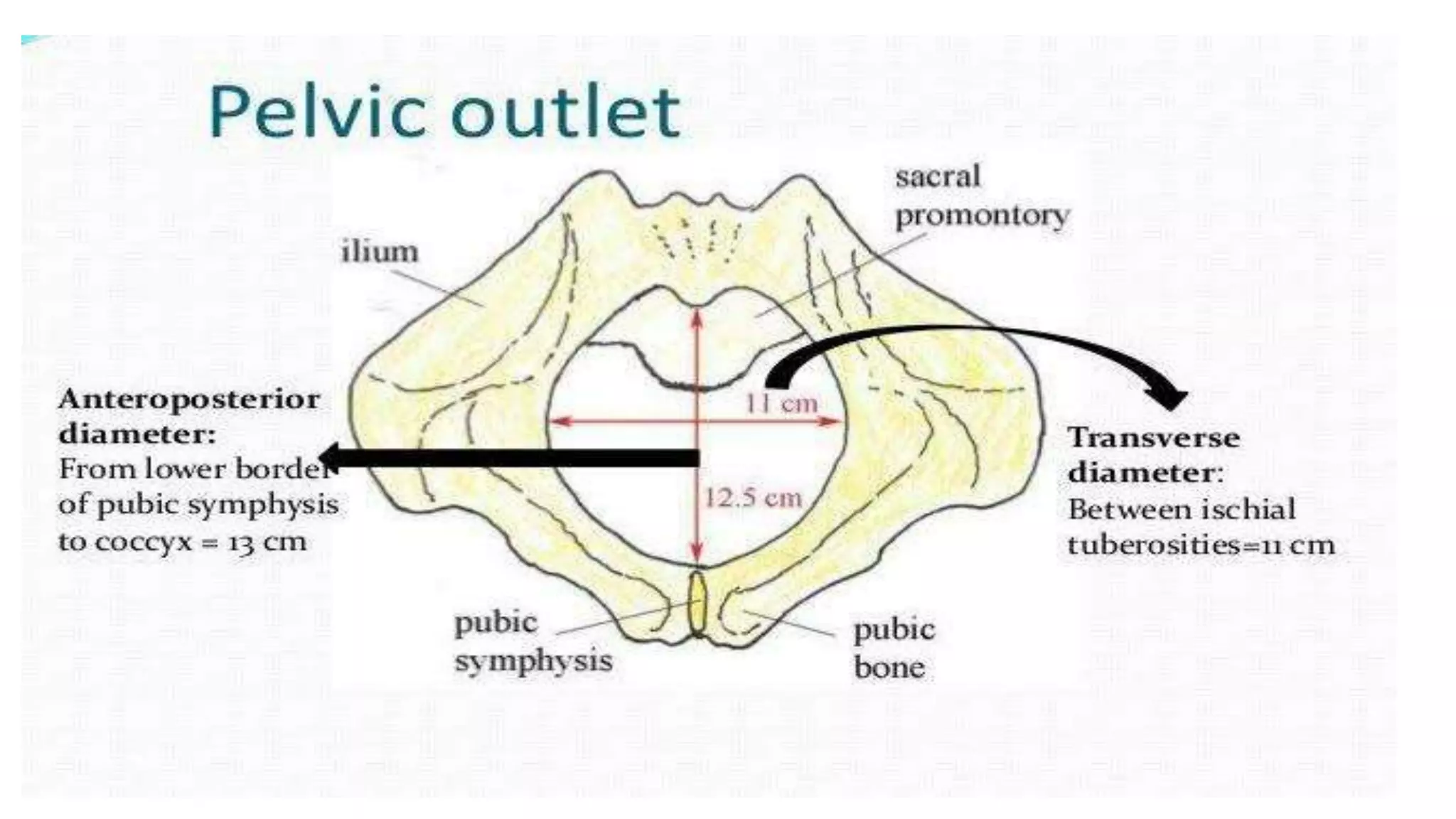 anatomy of female plevis.pptx
