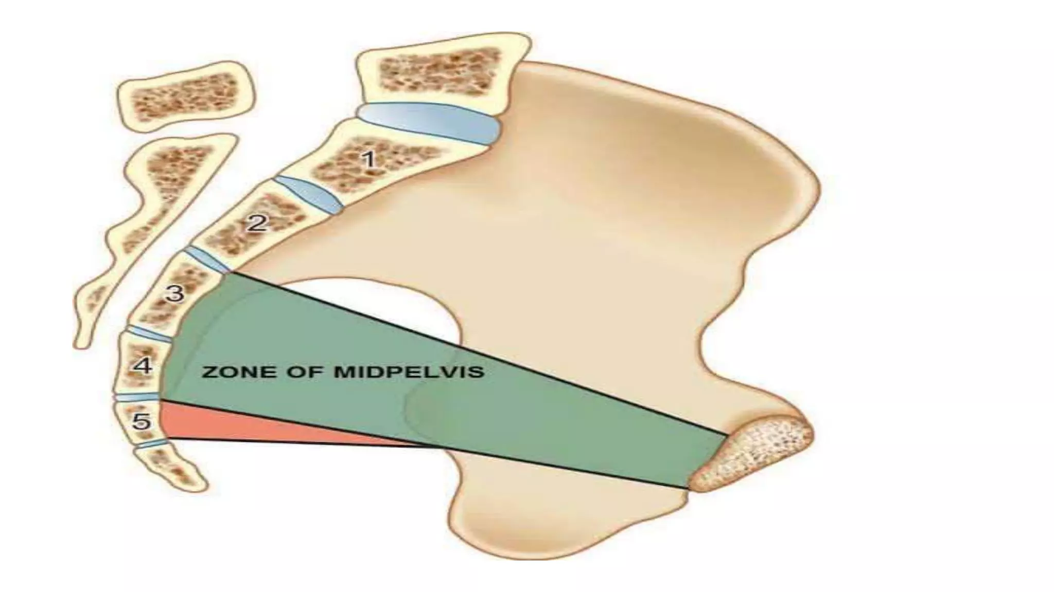 anatomy of female plevis.pptx