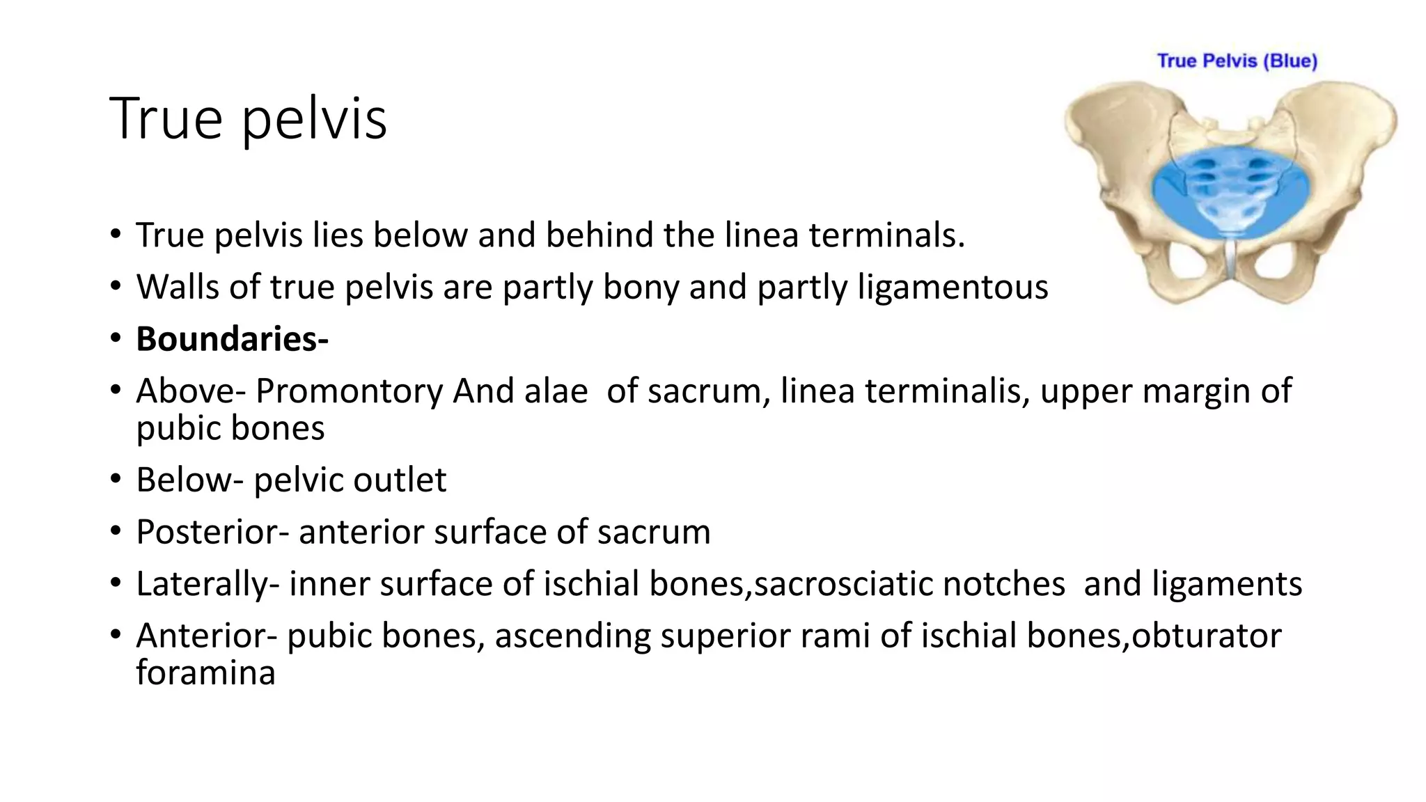 anatomy of female plevis.pptx