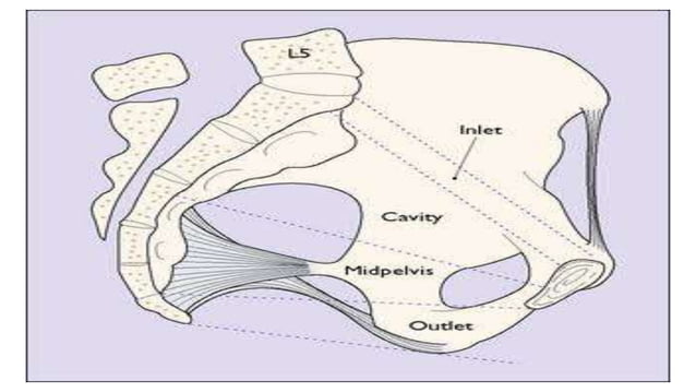 anatomy of female plevis.pptx