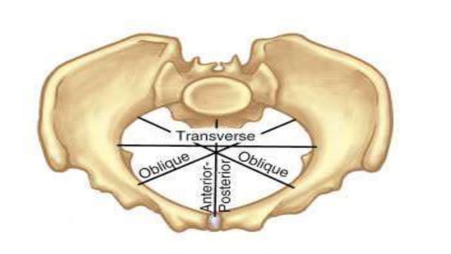 anatomy of female plevis.pptx