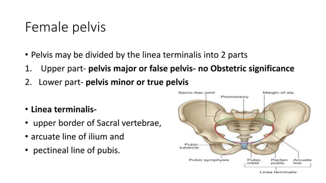 anatomy of female plevis.pptx