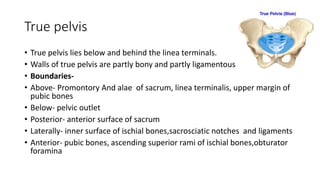 anatomy of female plevis.pptx
