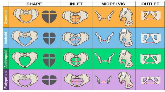 anatomy of female plevis.pptx
