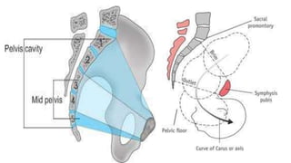anatomy of female plevis.pptx