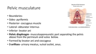 anatomy of female plevis.pptx