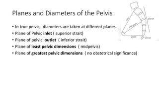 anatomy of female plevis.pptx