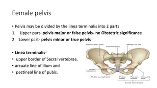 True Pelvis Inlet