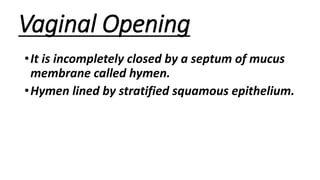 Anatomy of female reproductive organ.pptx