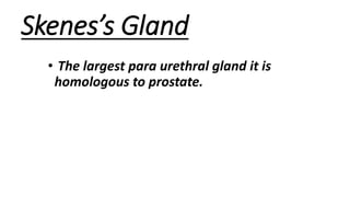 Anatomy of female reproductive organ.pptx