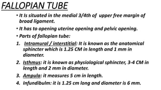Anatomy of female reproductive organ.pptx