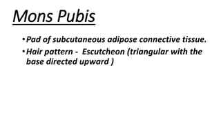 Anatomy of female reproductive organ.pptx