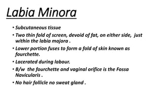 Anatomy of female reproductive organ.pptx