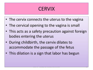 Anatomy of female reproductive organs | PPTX