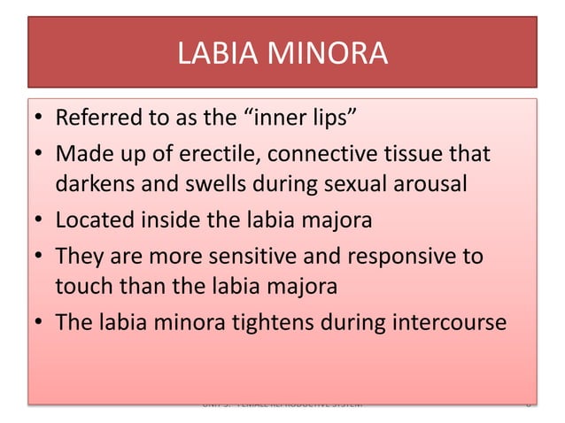 Anatomy of female reproductive organs | PPTX | Pregnancy | Reproductive ...