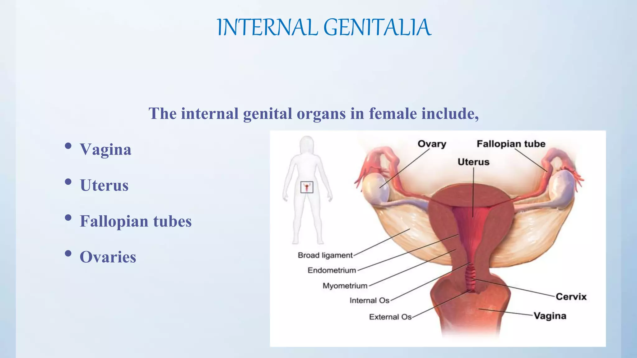 Anatomy of female reproductive organs | PPT