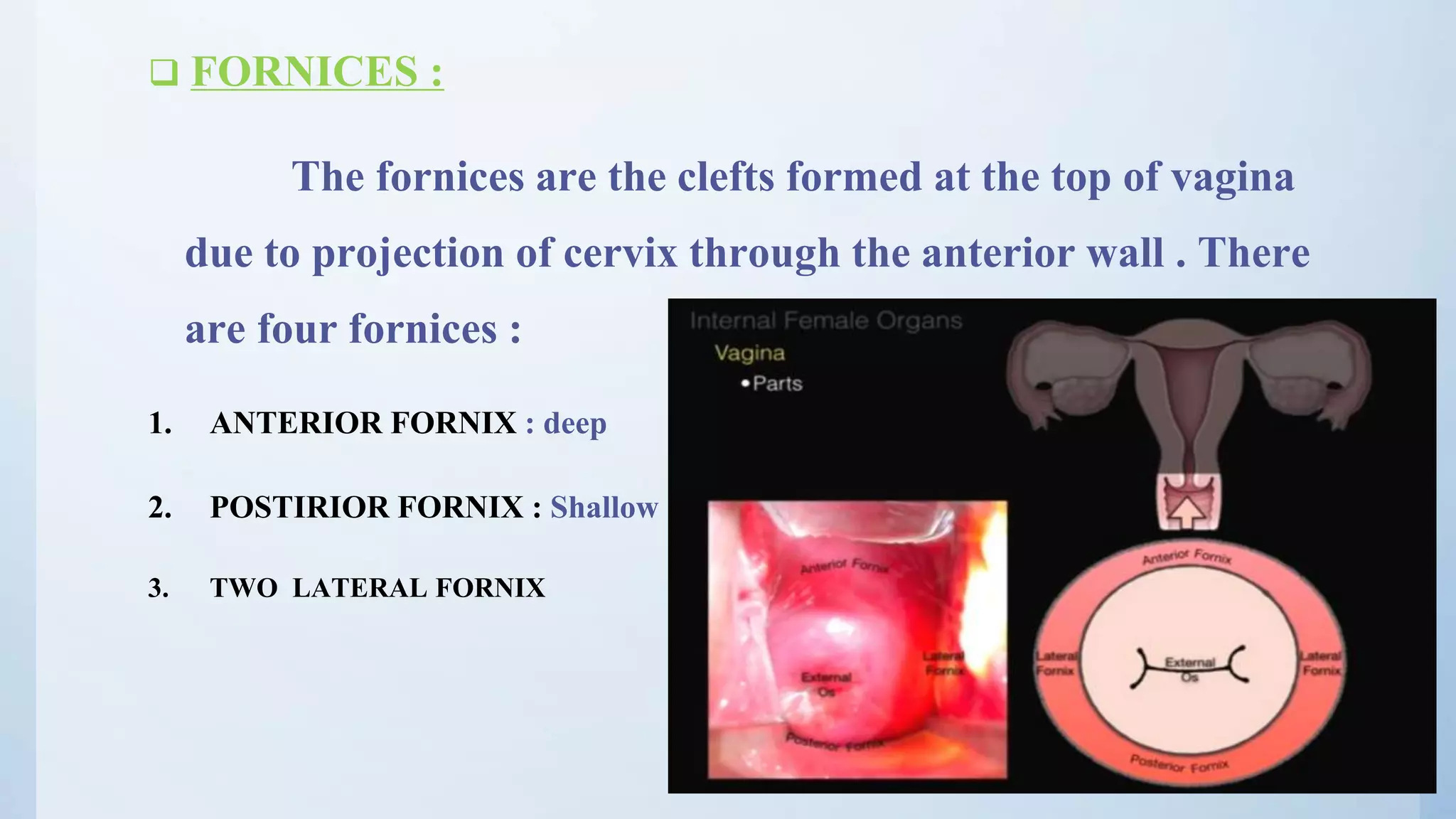 Anatomy of female reproductive organs | PPT