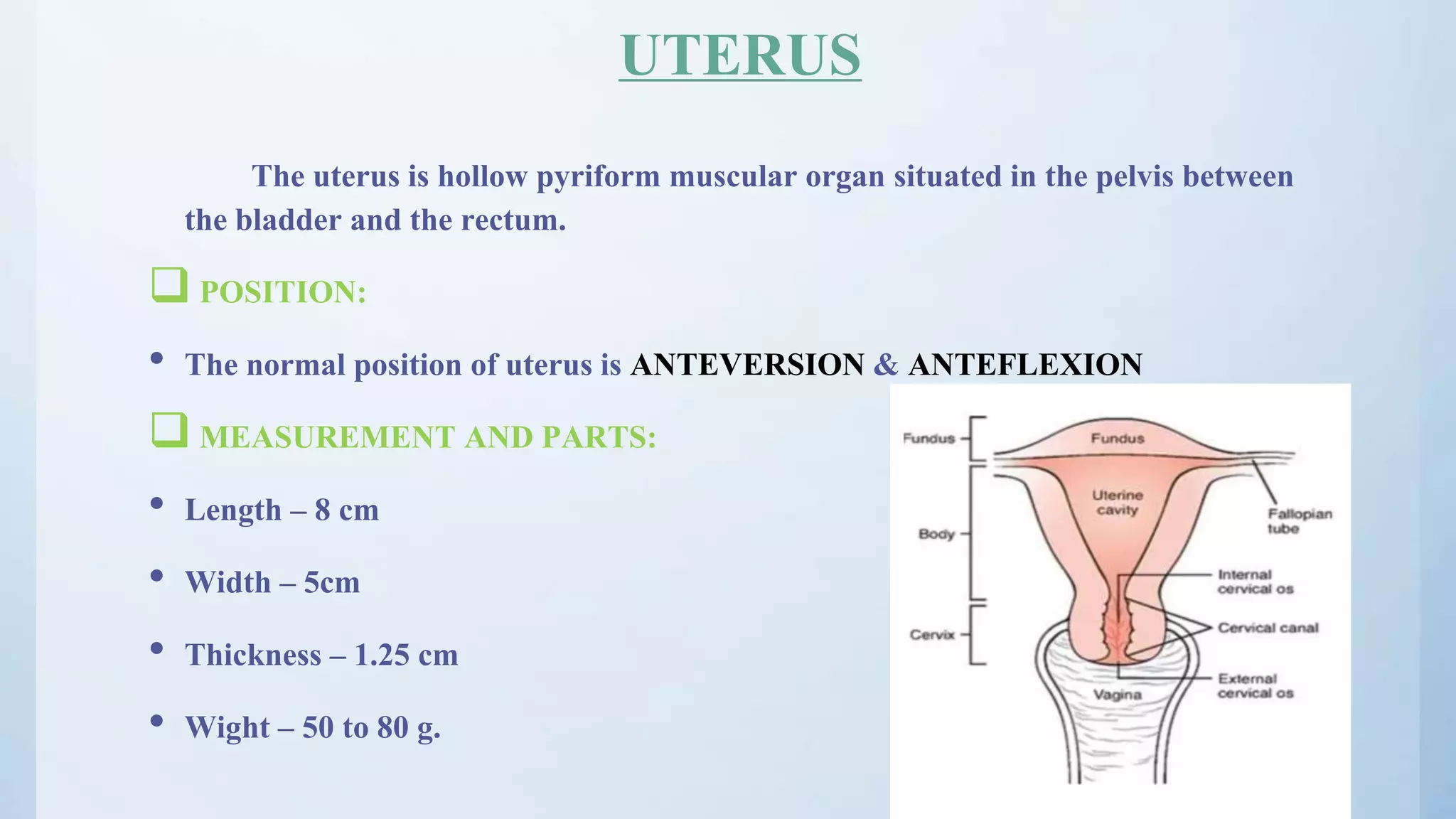 Anatomy of female reproductive organs | PPT